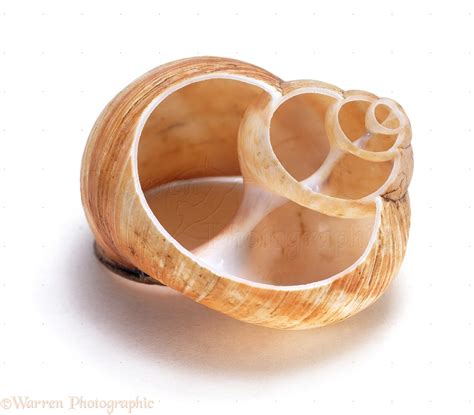 Snail Shell Section Snail Shell Section