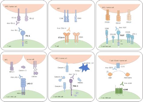 Current And Emerging Inhibitory Drugs Target Immune Checkpoint