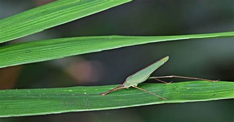 我的生態攝影集 疹點掩耳螽 Elimaea Punctifera