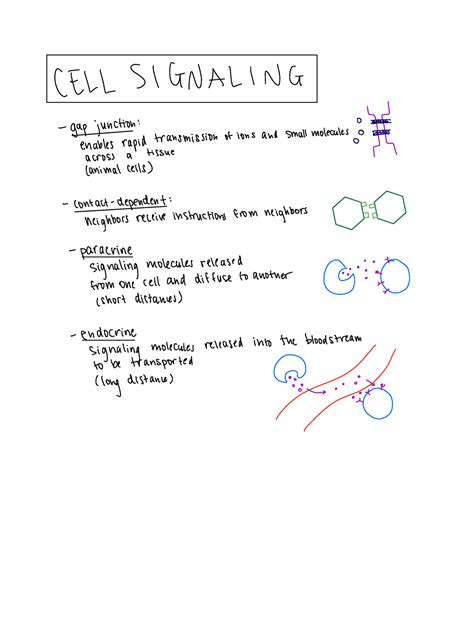 Cell Communication Hand Illustrated Notes On Cell Signaling And Structure Tissues Organs