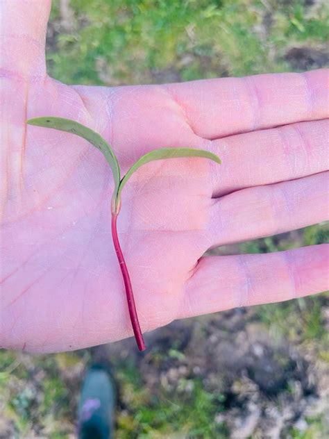 The Silent Danger Of Sycamore Seedlings In Your Paddocks Classic