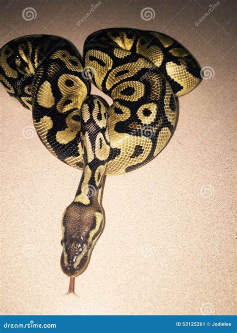 Close Up Of Pastel Ghost Ball Python Snake Stock Image Image Of