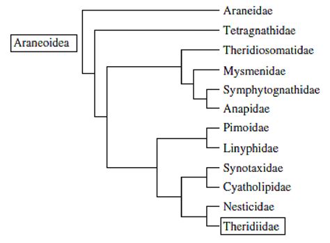 Relaciones filogenéticas y posición de la familia Theridiidae dentro Download Scientific