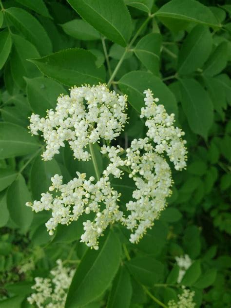 How To Grow Sambucus Canadensis Earthone