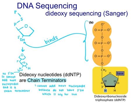 Genetics Chapters 19 And 20 Flashcards Quizlet
