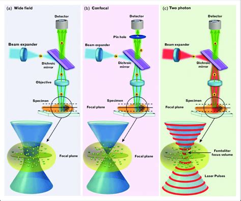 Confocal Microscopy