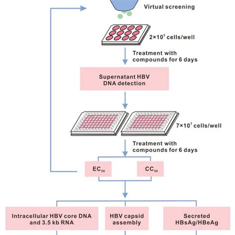 Screening And Identification Of Novel Hbv Inhibitors A Effects Of Download Scientific