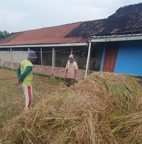 Tim Pkm Bio Feed” Sulap Jerami Kering Menjadi Pakan Ternak Berkualitas