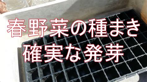 春夏野菜トマトの種まき・確実に発芽させる Youtube