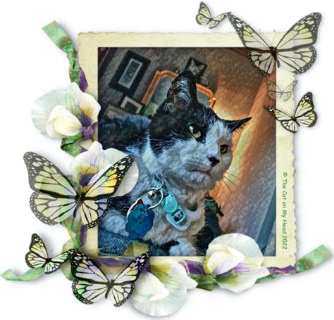 Tuxie Cat Among Butterflies The Cat On My Head
