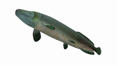 Arapaima 3d Turbosquid 2115150