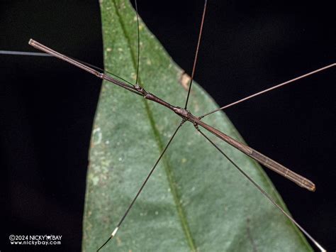 Thread Legged Assassin Bug Emesinae P9153941 Nicky Nicky