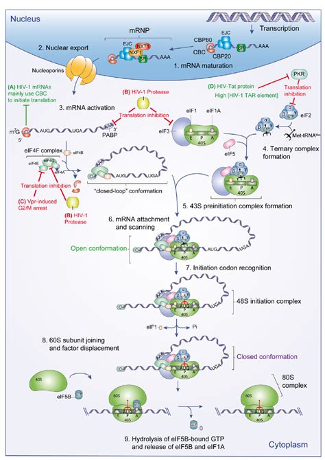 Protein Synthesis In Eukaryotes At Mee Gorman Blog