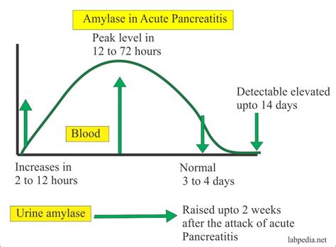 Lipase Amylase Blood Test At Sherry Powers Blog