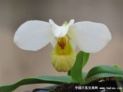 白花兜兰图片 水杉花图片 兜兰图片大全 第11页 大山谷图库