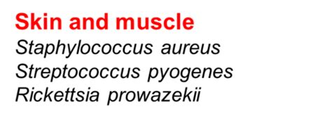 bacteriology and virology week 5 lecture flashcards quizlet