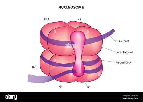 Histone Protein Structure