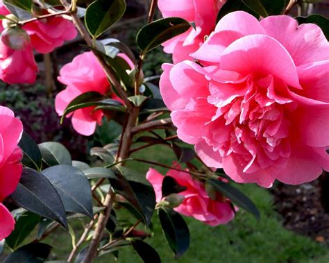 Soil Types The Ultimate Guide For Gardening Success Homes And Gardens