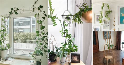 14 Diy Indoor Plant Trellis Ideas Indoor Garden Web