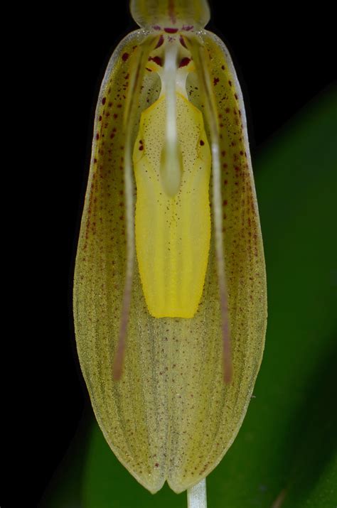 Restrepia Mendozae