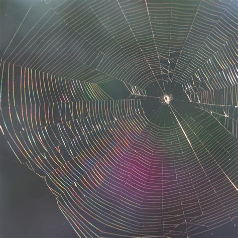 World Wide Web Krishen Greenwell