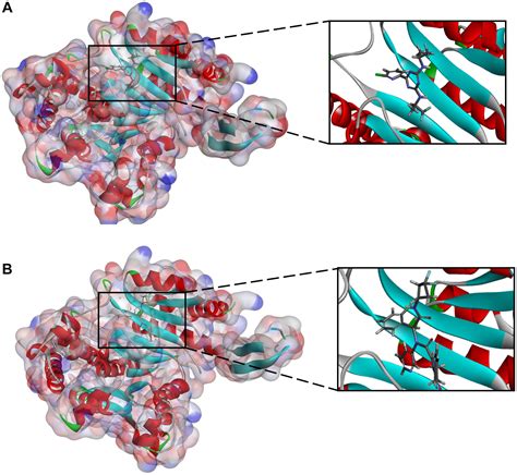 Computational Study On Novel Natural Compound Inhibitor Targeting IDH1