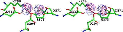 Stereo View Of The Metal Coordination And Anomalous Difference Density Download Scientific