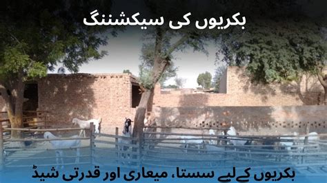 Bakroon Ka Lia Behtareen Shed Bakroon Ki Sectioning Goats Shed