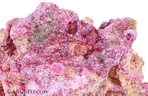 Coralline Algae The Ultimate Guide Arc Reef