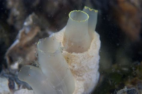Harbor Watch Identifying The Vase Tunicate