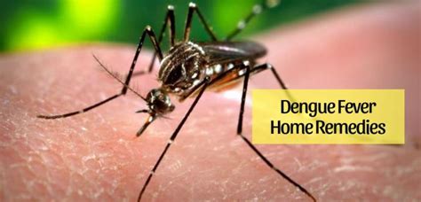 Dengue Fever Ayurvedic Home Remedies To Prevent The Dengue Virus