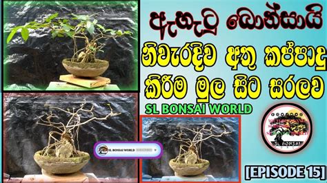 How To Pruning A Bonsai Tree ඇහැටු බොන්සායි ගසක් කප්පාදු කරන්නේ කෙසේද