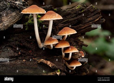 Saprotrophs Plants