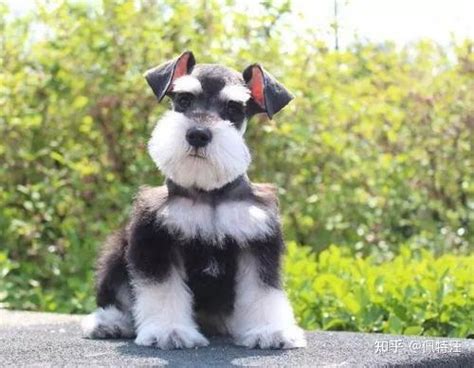 老头犬好养吗雪纳瑞犬的八大优点和缺点 知乎
