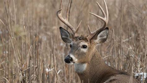 North Carolina Wildlife Officials Warn Of Deer Disease