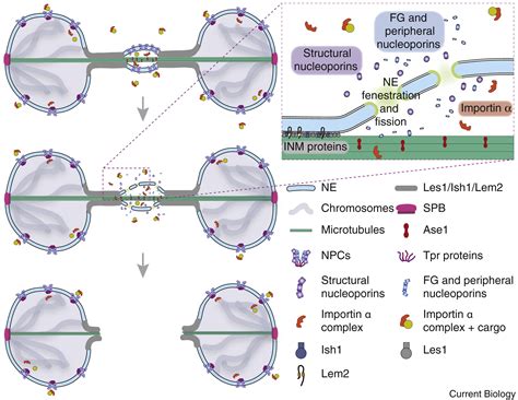 Cell Biology An Open Solution For Closed Mitosis Current Biology