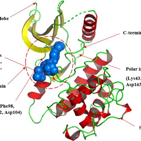 Representation Of The Predicted Binding Modes Of Compound C16 And Download Scientific Diagram