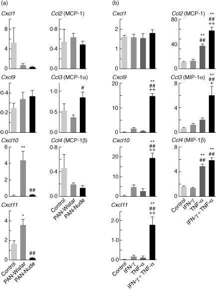 The Expression Of Cxcl10 And Cxcl11 Is Induced During Late Acute
