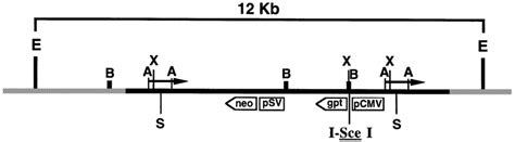 Map Of The Transgene In Clone 112 Black Horizontal Line Transgene