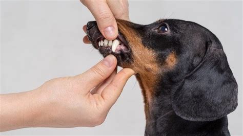 How Many Teeth Do Dogs Have Your Dog Dental Questions Answered All