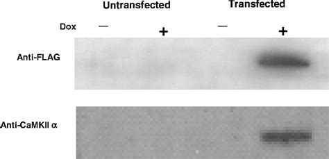 Figure 32 From The Function Of Calciumcalmodulin Dependent Protein