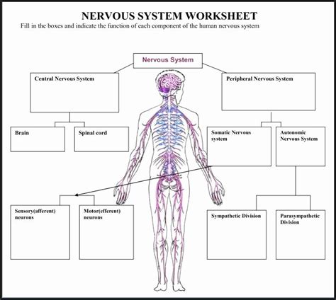 50 Nervous System Worksheet High School
