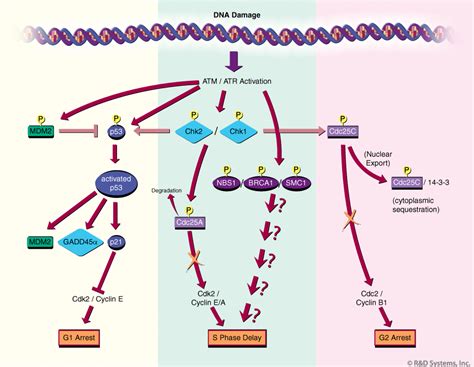 Dna Damage Response Randd Systems