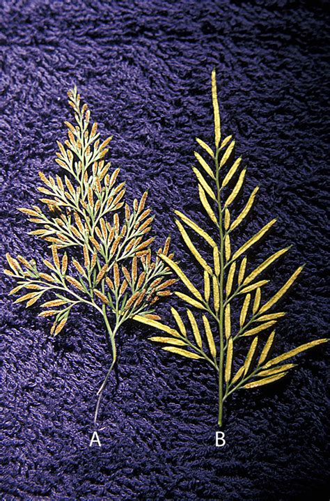 Onychium Japonicum Pteridaceae