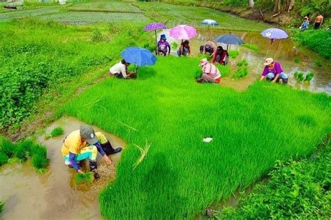 Farmers Fisherfolk Now Included In Pantawid Pamilyang Pilipino Program