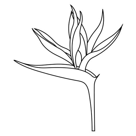 Strelitzia Reginae 꽃의 빈 윤곽선이나 흰색 배경에 격리된 색칠을 위한 파라다이스 꽃의 새 프리미엄 벡터