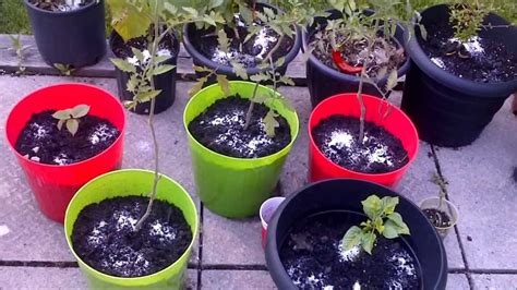 10 Ways To Use Epsom Salt In Your Garden ~ Bees And Roses