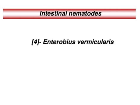 Ppt Intestinal Nematodes Powerpoint Presentation Free Download Id 9495494