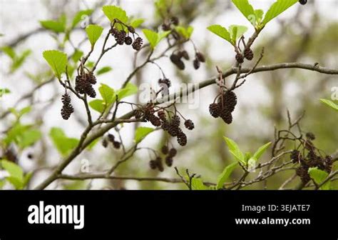 Close Up View Of Alnus Glutinosa Featuring Vibrant Green Leaves And