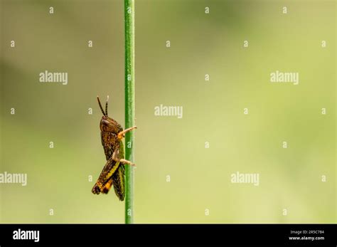 One Brown Grasshopper On Plant In Spring Biodiviery Copy Space